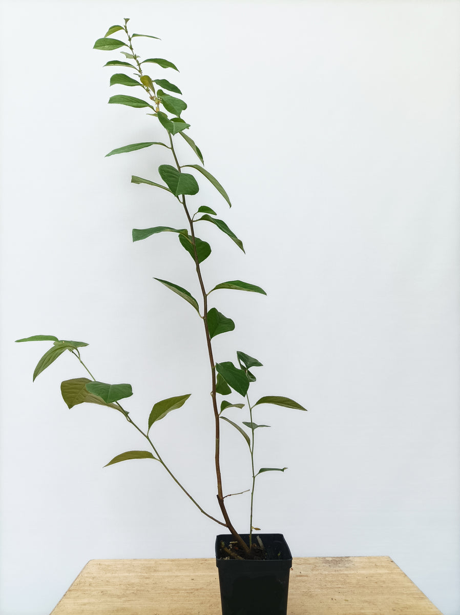 Chinese Quince-2 year old seedling – Left Coast Bonsai